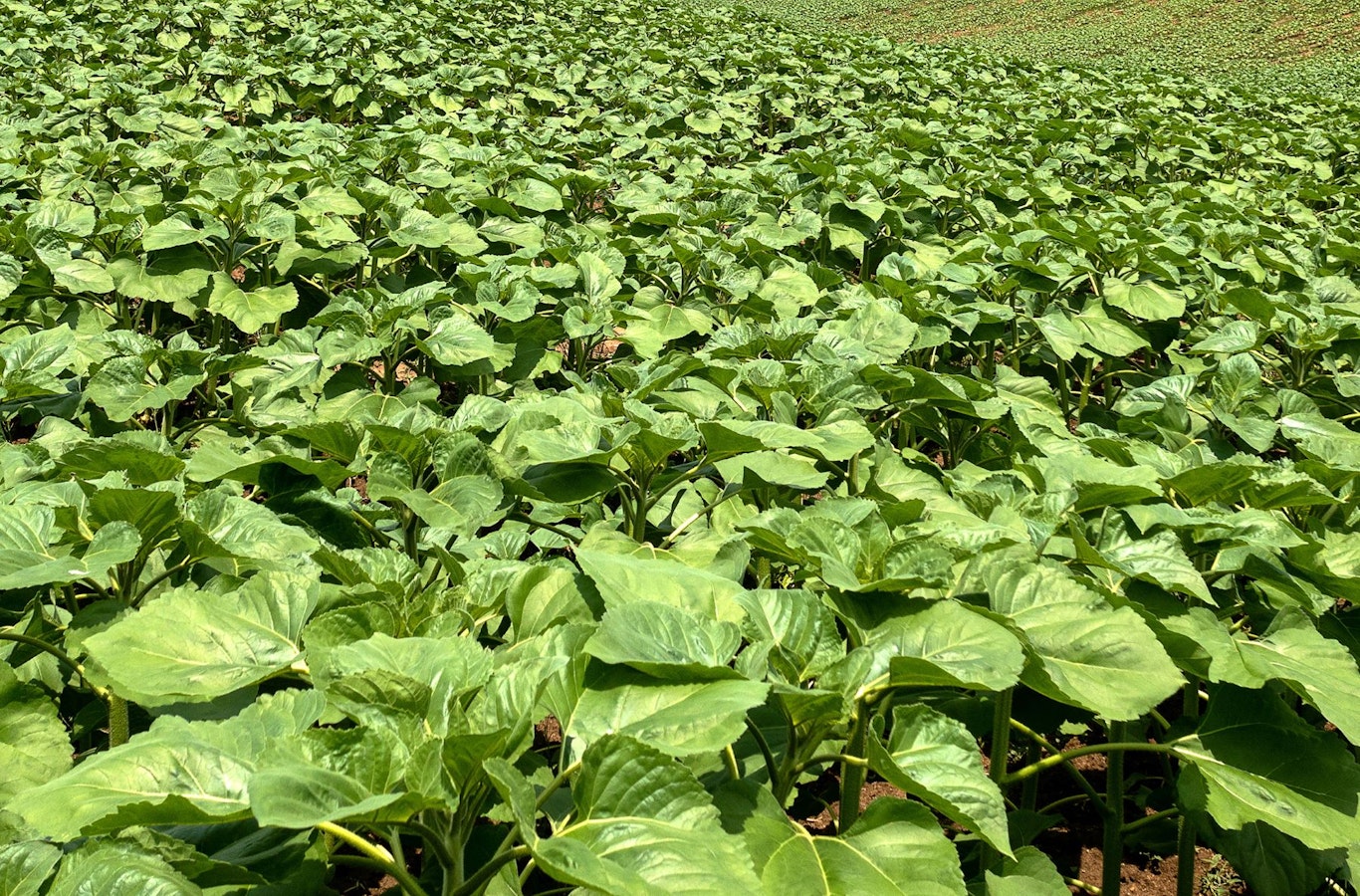 ISO 14068-1 Verification – Climate Change Management, Transition to Net ...