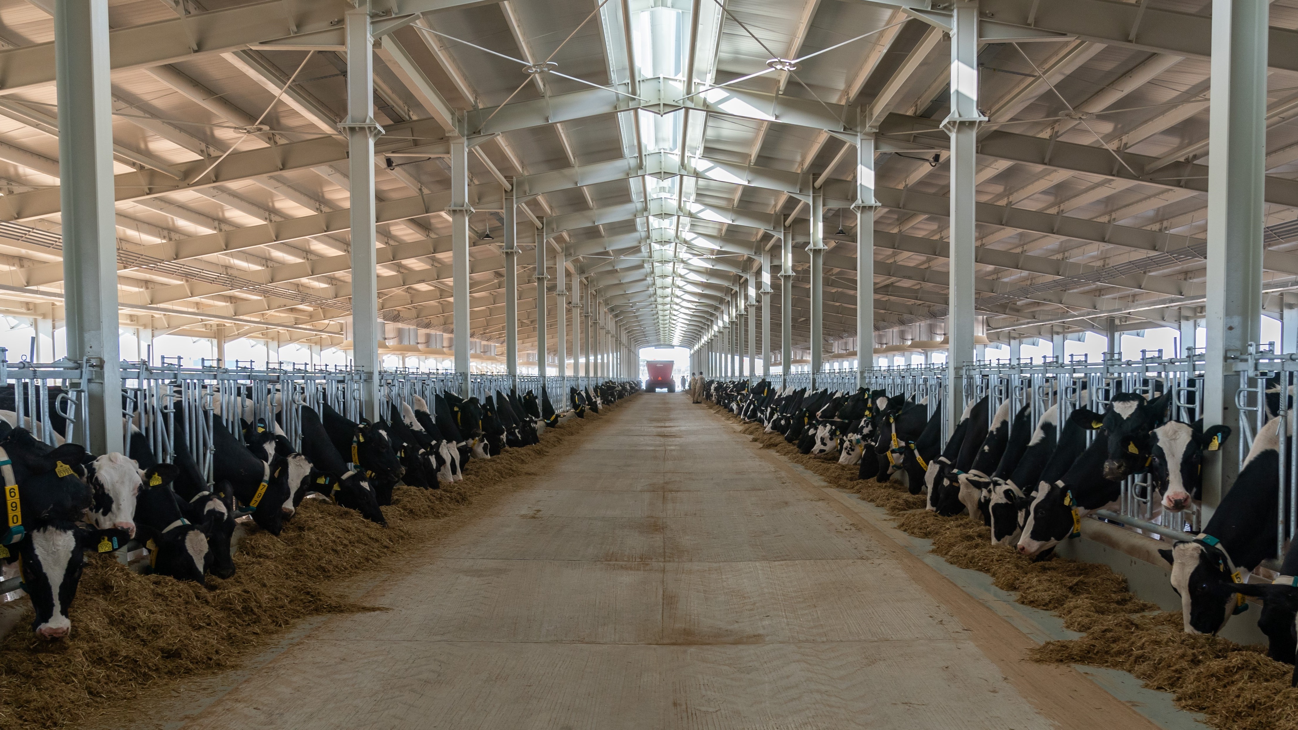SGS Certifies UAE's First Organic Cow Farm in Sharjah