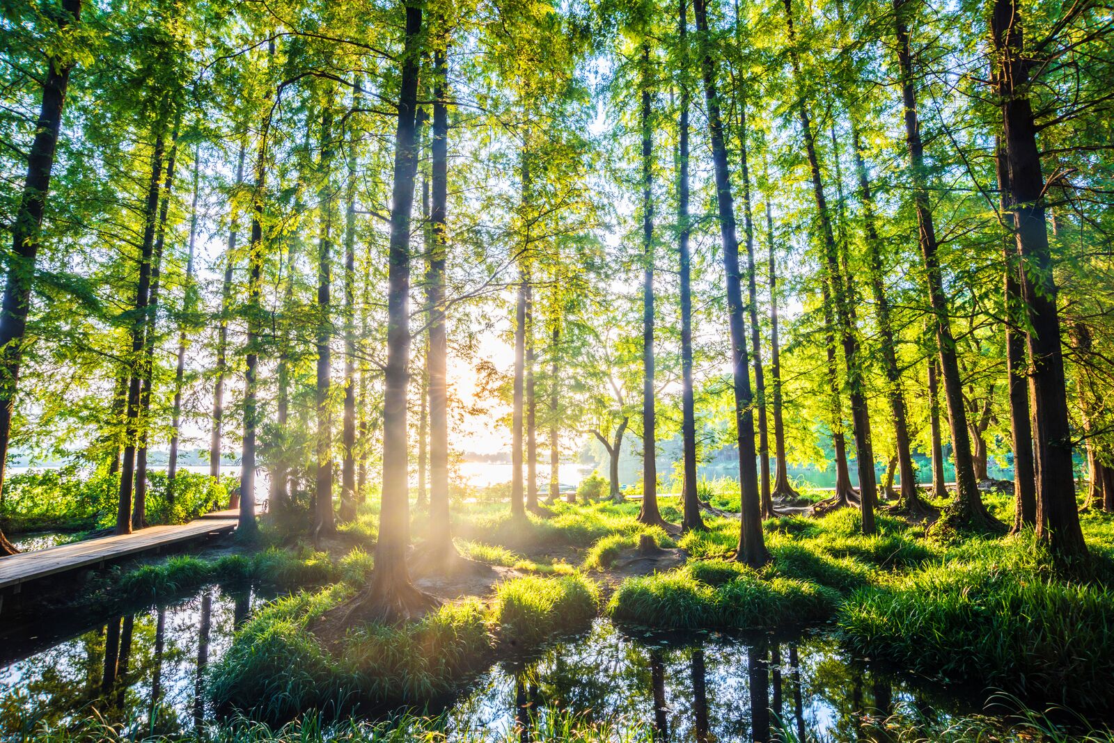 Sustainability Assurance: Requirements, Audit Steps & Preparation | SGS ...