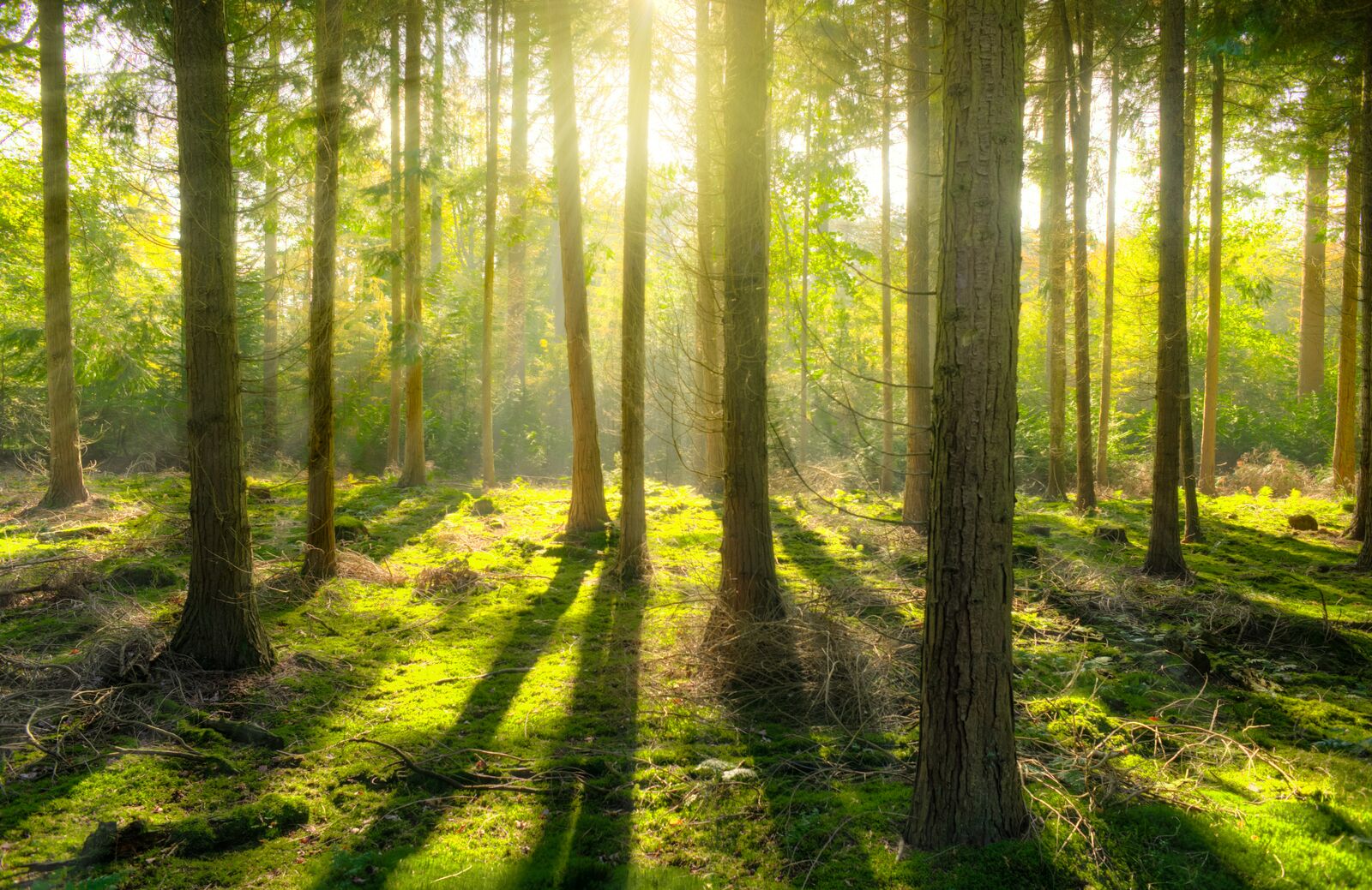 Strategic Carbon Emissions Management: Leveraging the Sami Platform ...