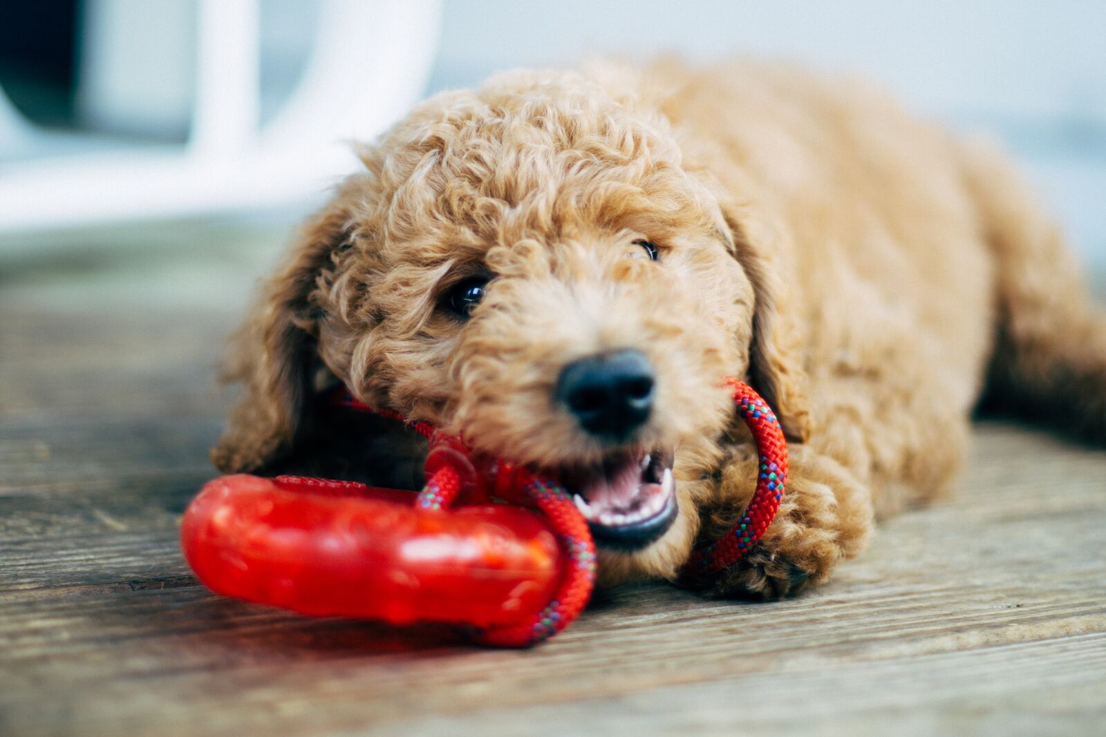 New China Standard for Pet Products (GB/T 43839) | SGS