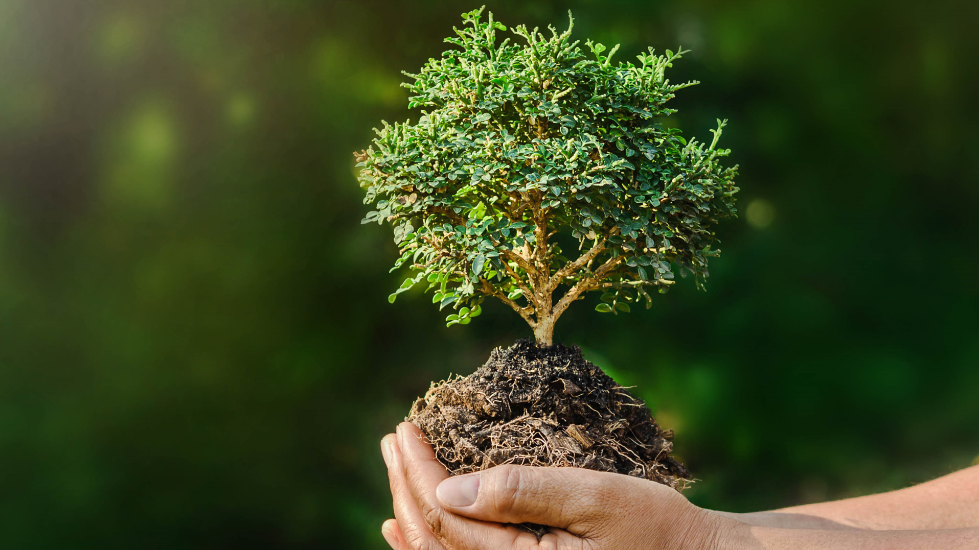 Sustainability Trends and Solutions in the E&E Industry | SGS Mauritius