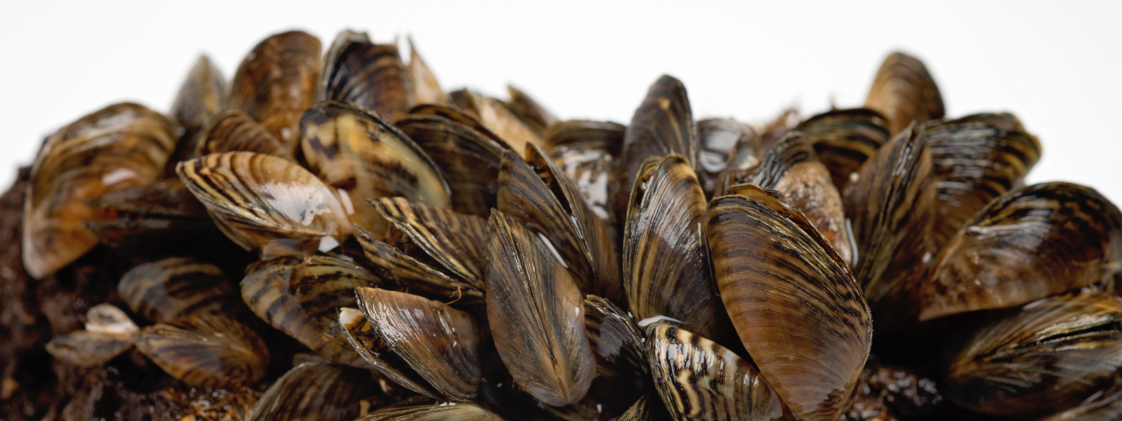Invasive Alien Species Monitoring | SGS Portugal