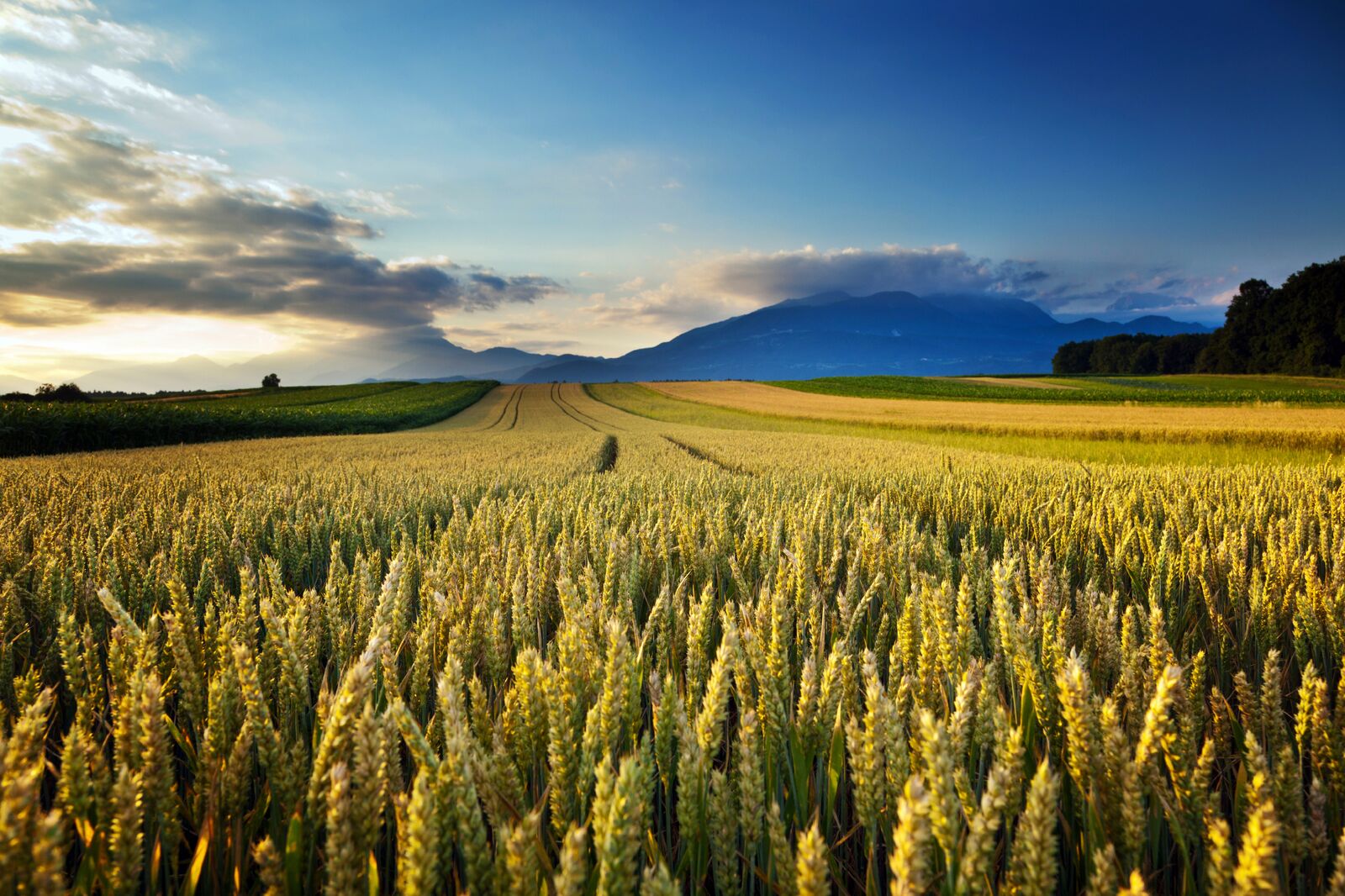 Crop Science Operations to Stay with SGS | SGS USA