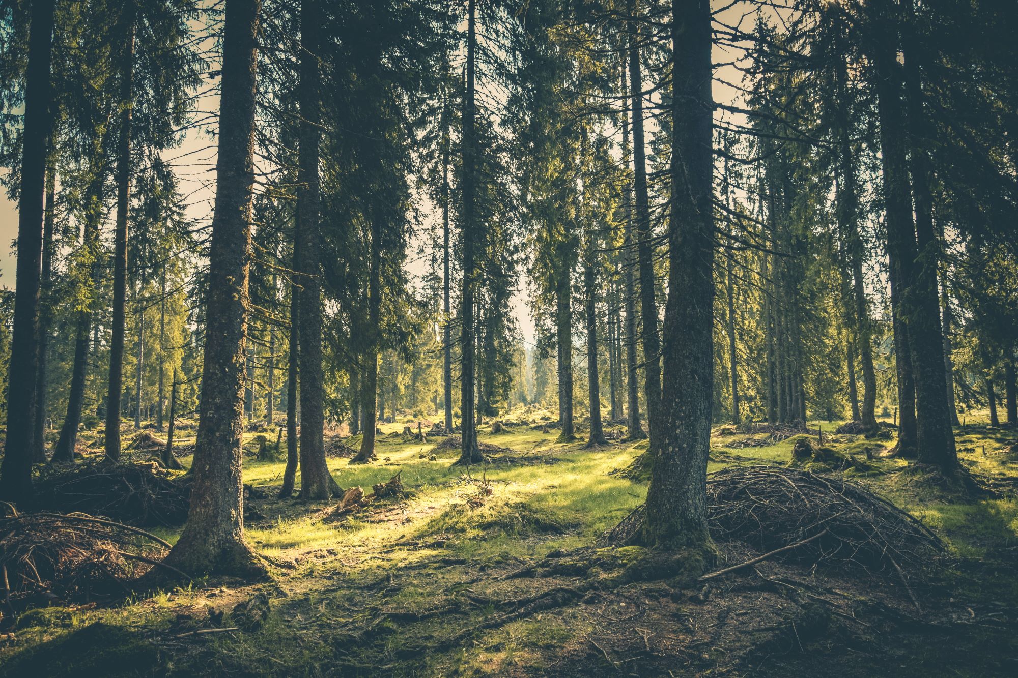 From Forests to Markets: Understanding the Value of VLHH Certification ...