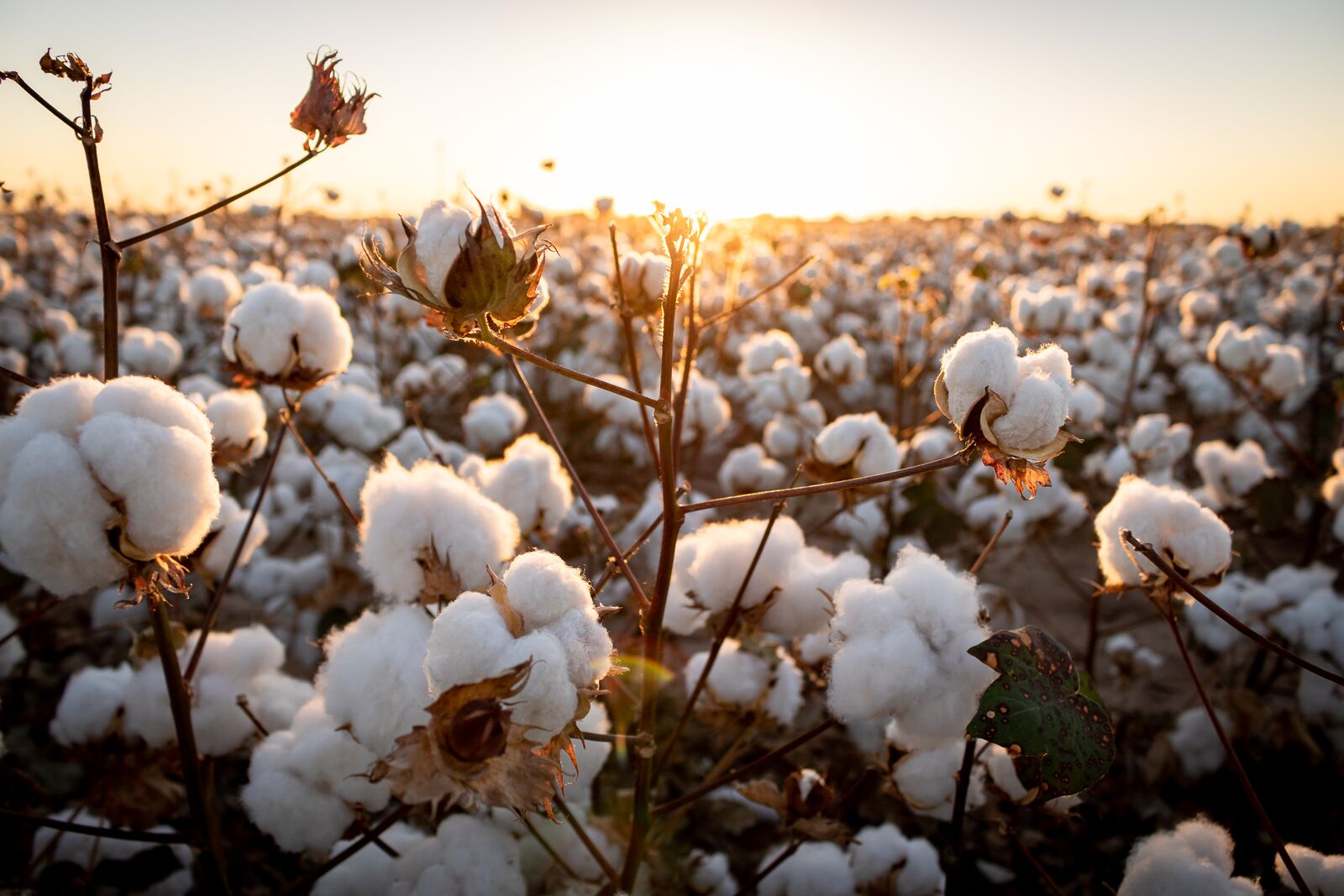 The Growing Market for Organic Cotton | SGS USA