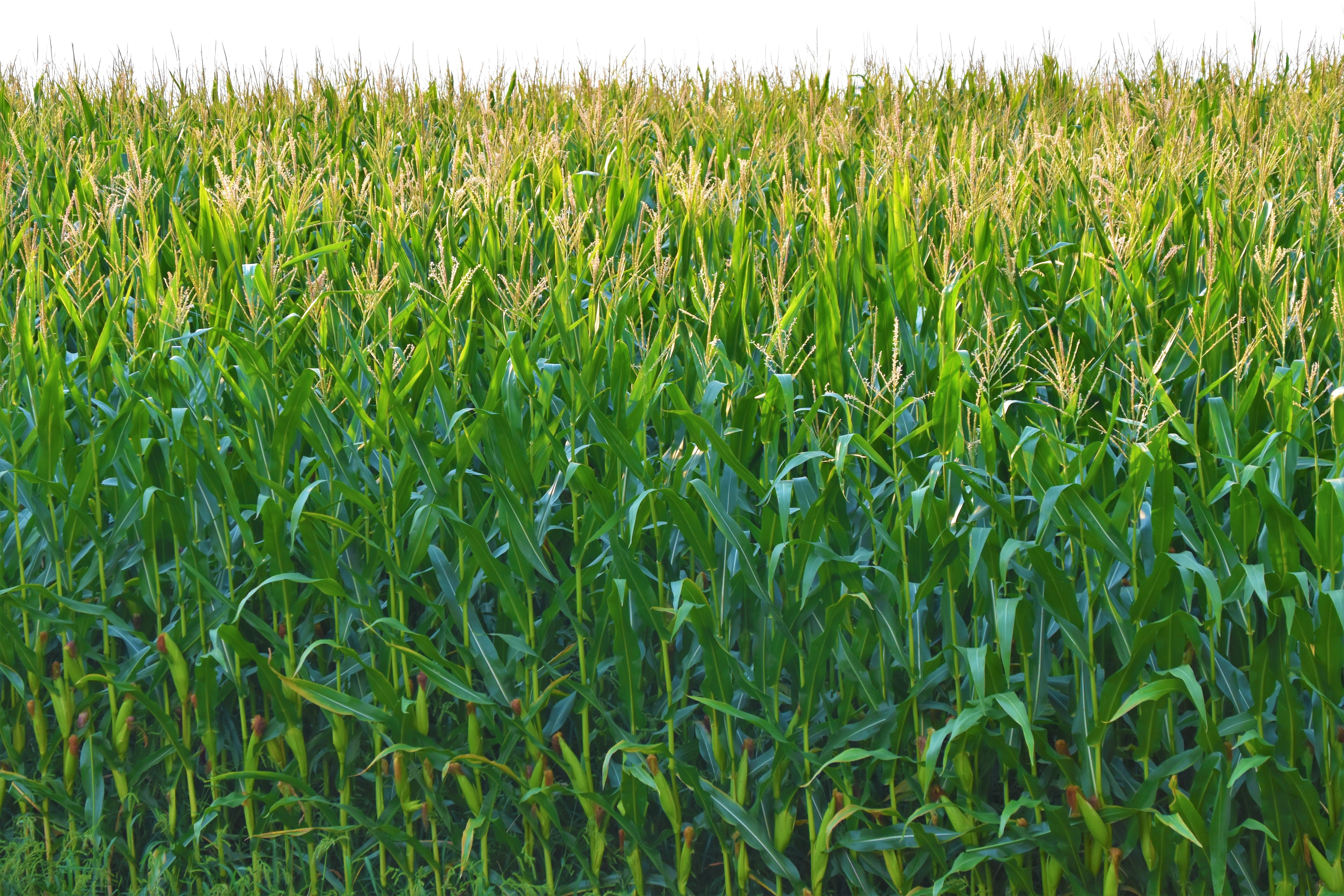 SGS in Canada Approved for Bayer Corn Trait Testing Services | SGS ...