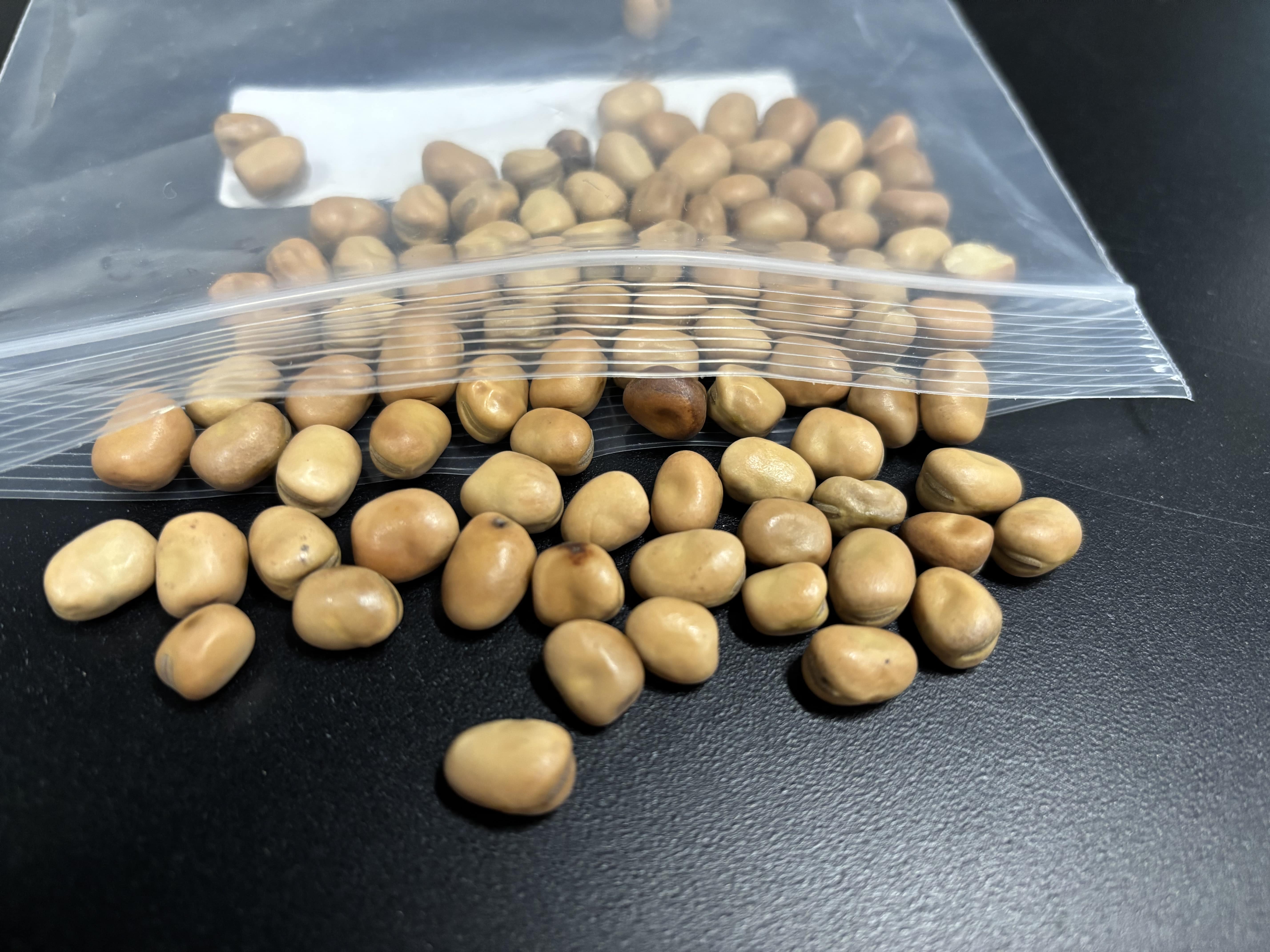 New Tannin Testing Service Boosts Faba Bean Quality and Supply Chain ...