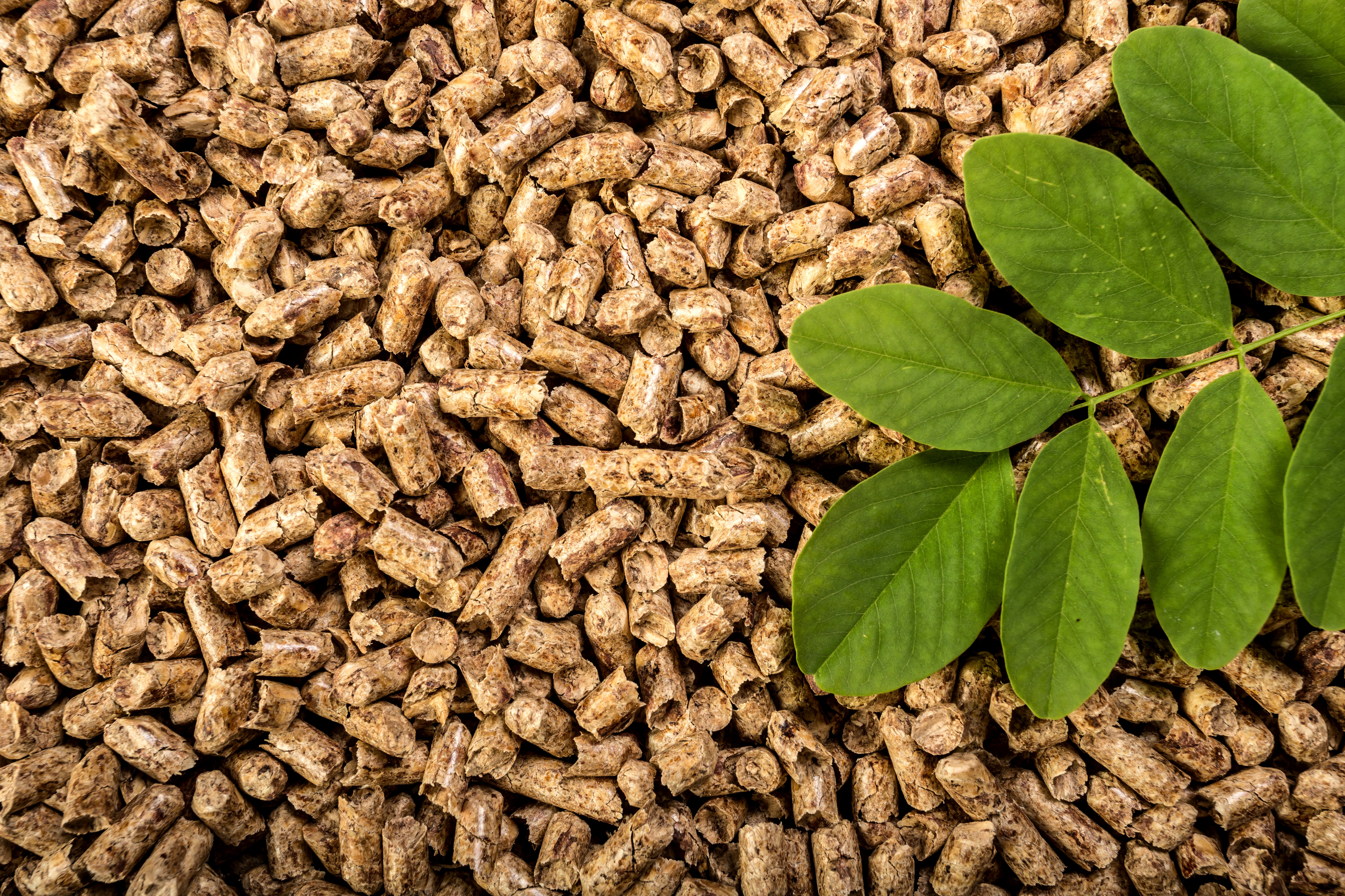 Focus on Biomass | SGS Canada