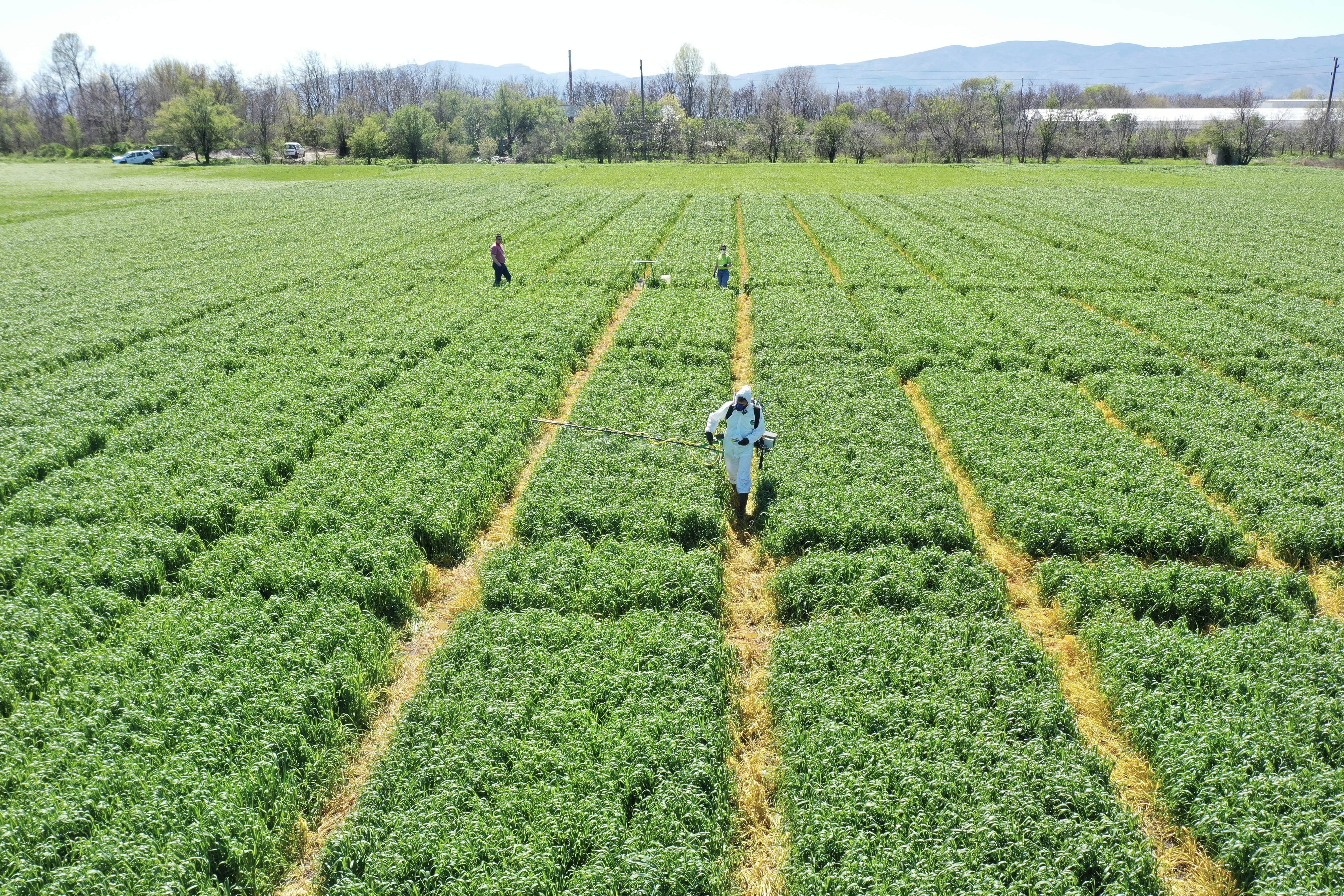 Understanding Field Trials | SGS Cameroon