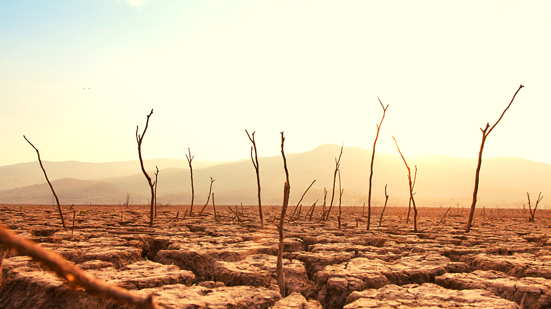 COP27: Causes and Effects of Climate Change | SGS Ecuador