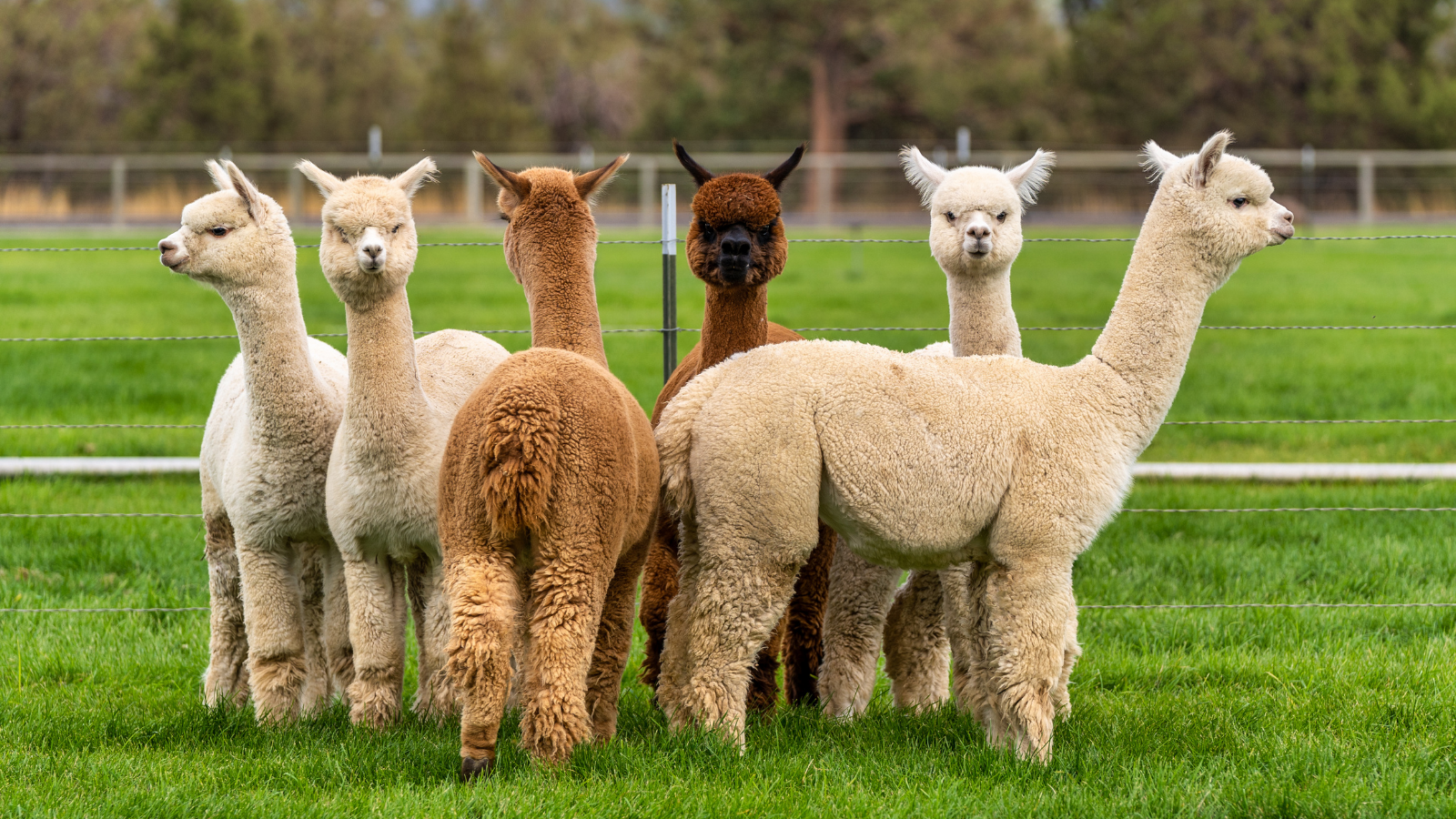 SGS in New Zealand Introduces Online Alpaca Fleece Testing Services ...