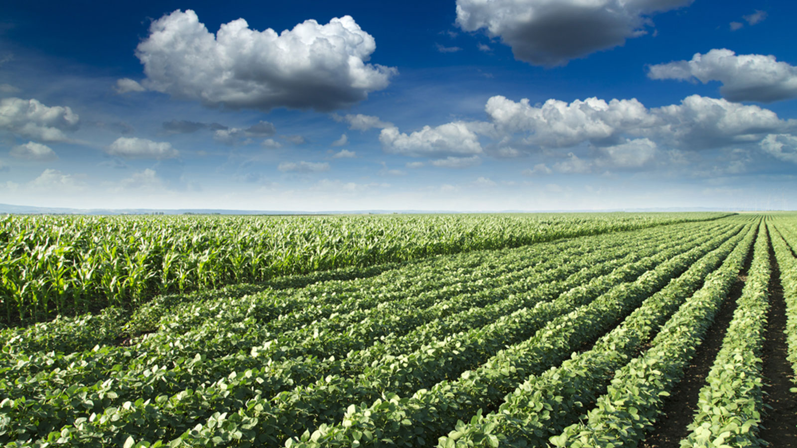 Cost-Efficient Genotyping for North American Field Crops | SGS USA