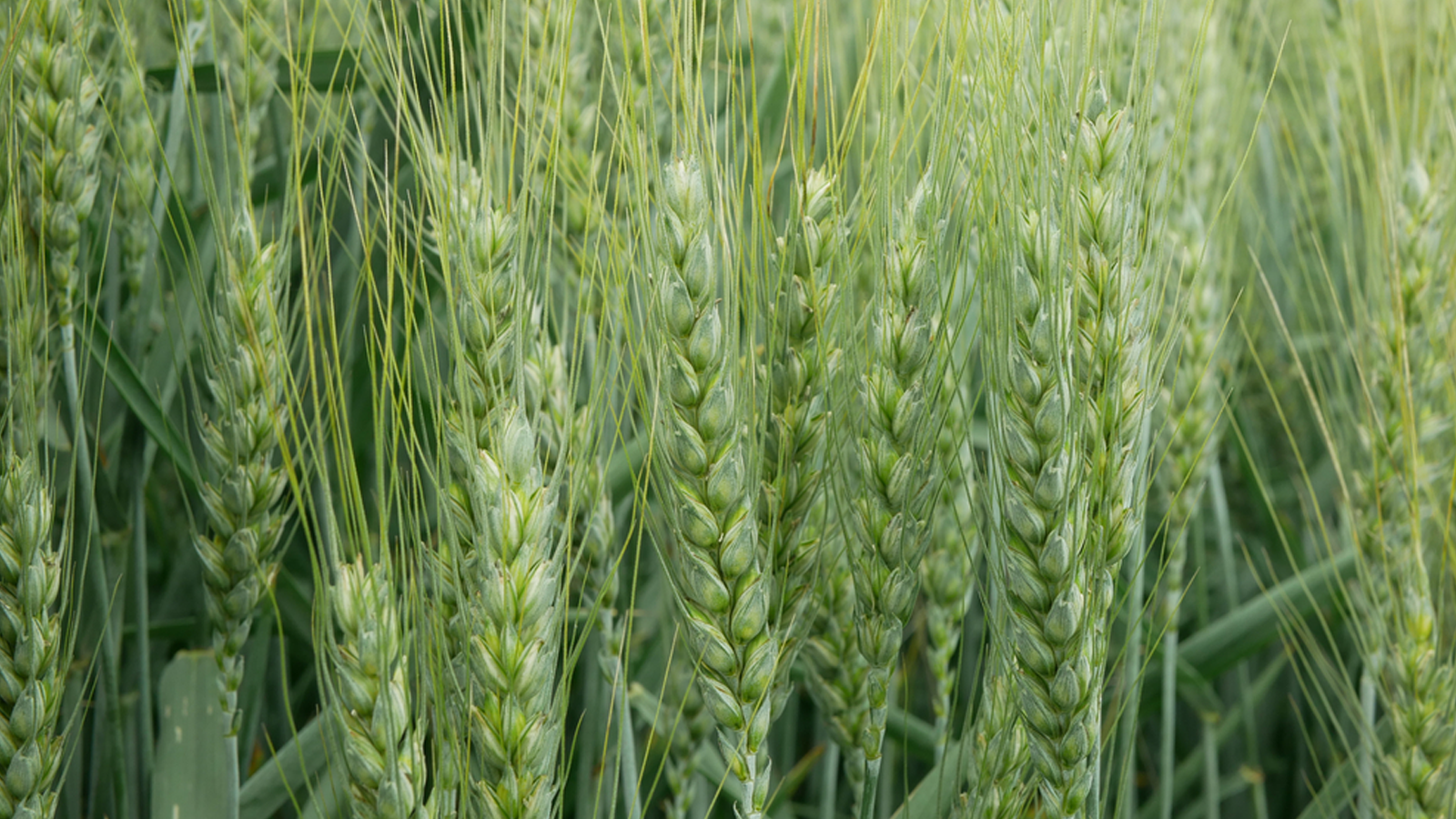 Why On-Farm Forages and Grains Are Among Your Most Valuable Assets | SGS