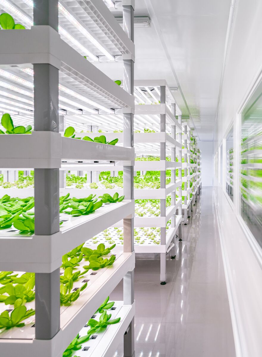 Seed Safety Studies and Storage Trials | SGS Chile