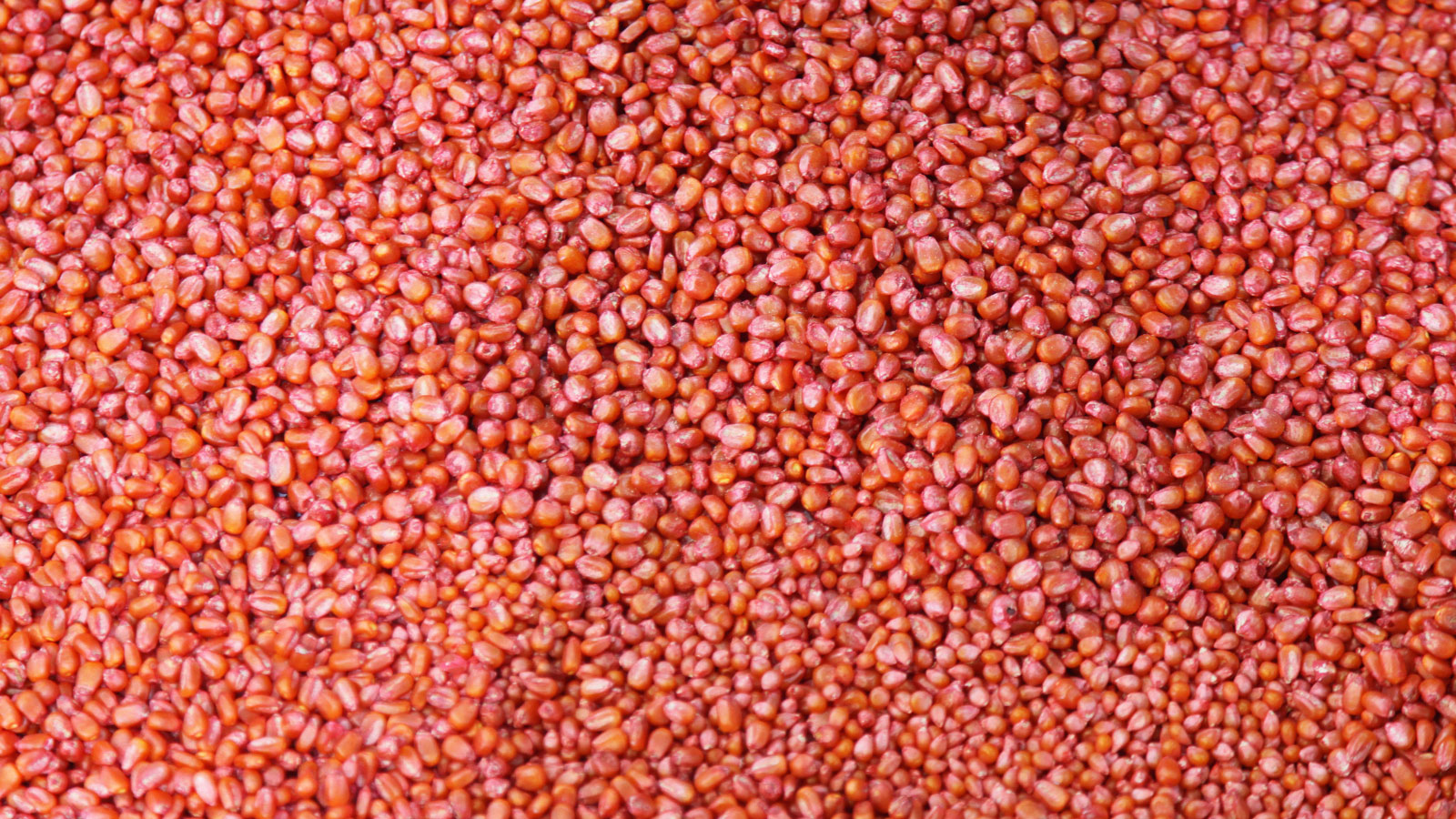 Benefits of ISTA Testing for Seed Exports | SGS Brazil