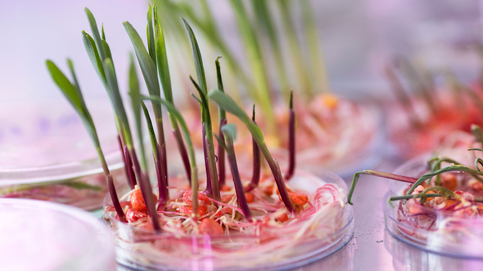 Seed Research and Development | SGS