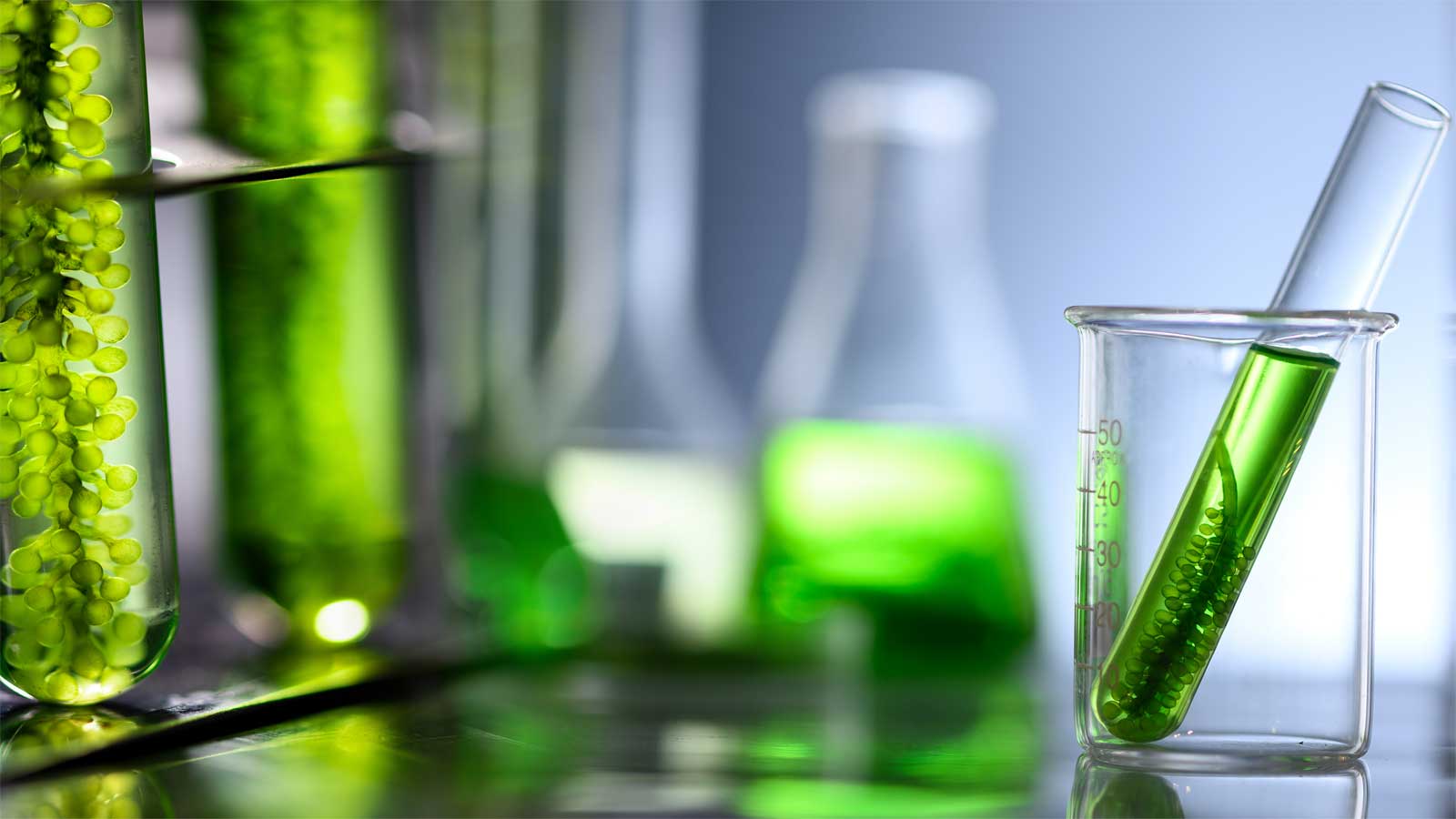 Renewables and Alternative Fuels | SGS