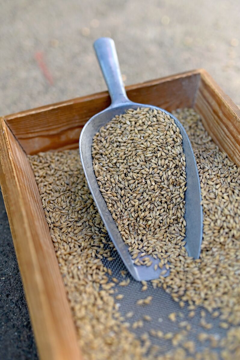 Seed Genetic Purity | SGS Australia
