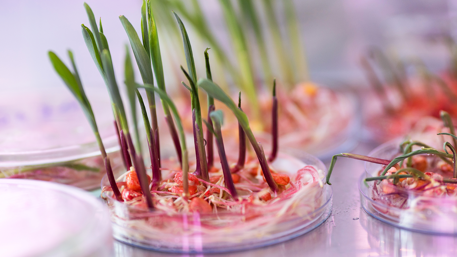 How Optimized SNP Genotyping Arrays are Changing the Plant Breeding and ...