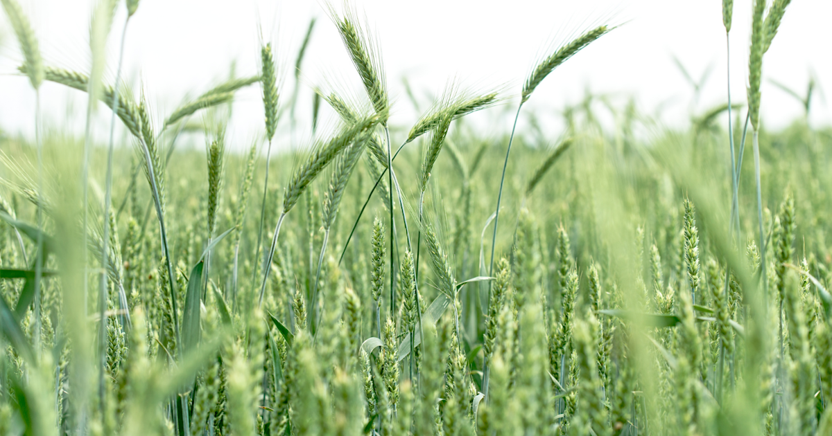 Accelerating Cereal Breeding Through Genotyping | SGS Thailand Accelerating Cereal Breeding Through Genotyping | SGS Thailand