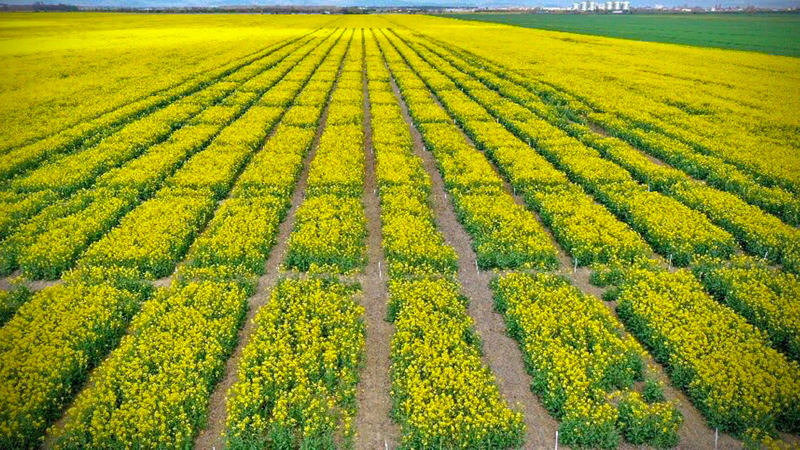 SGS Opens a New Bulgarian Field Station | SGS USA