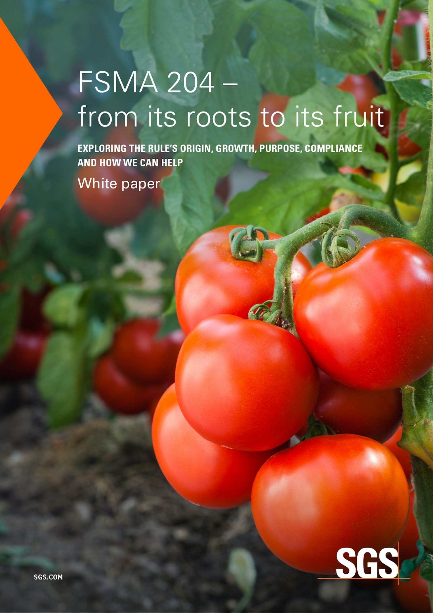 FSMA 204 – From Its Roots to Its Fruit | SGS